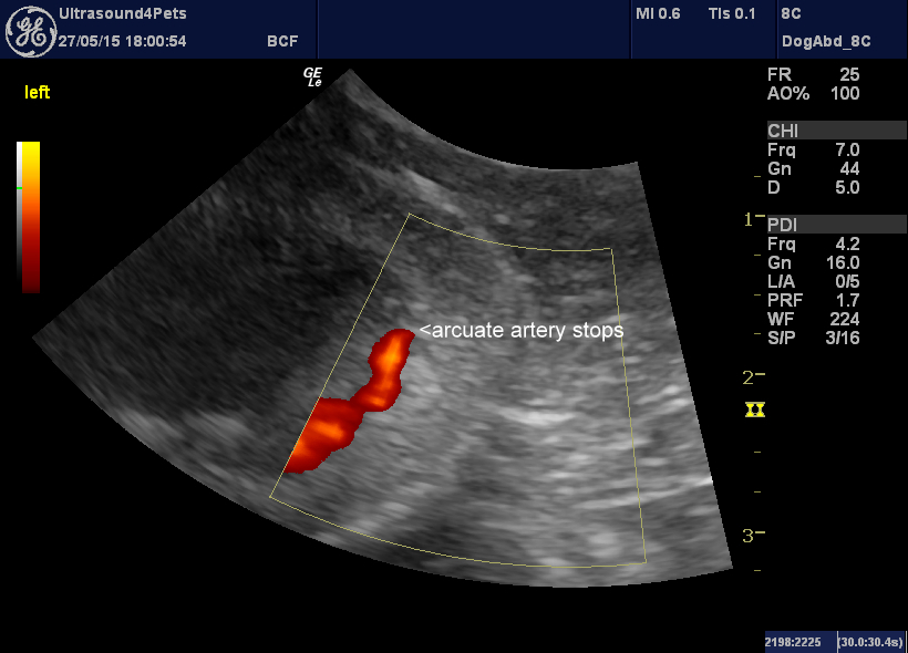 Canine infective endocarditis: observations on presentation, incidence ...