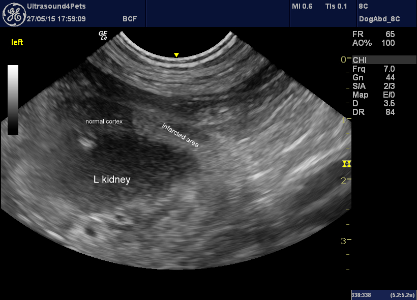 Canine infective endocarditis: observations on presentation, incidence ...