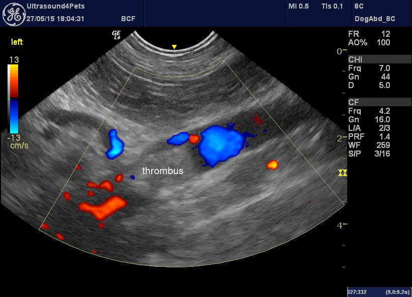 Canine infective endocarditis: observations on presentation, incidence ...