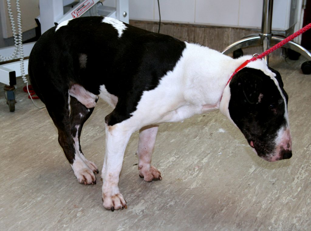 Canine infective endocarditis: observations on presentation, incidence ...