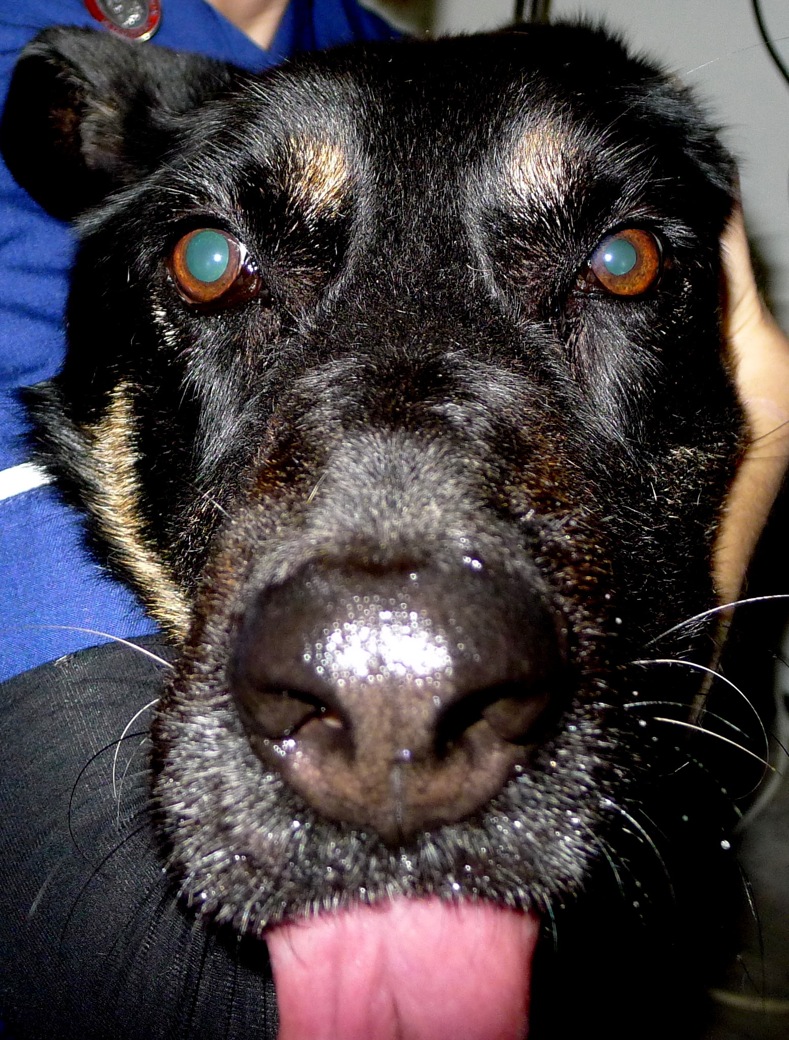 Canine infective endocarditis: observations on presentation, incidence ...