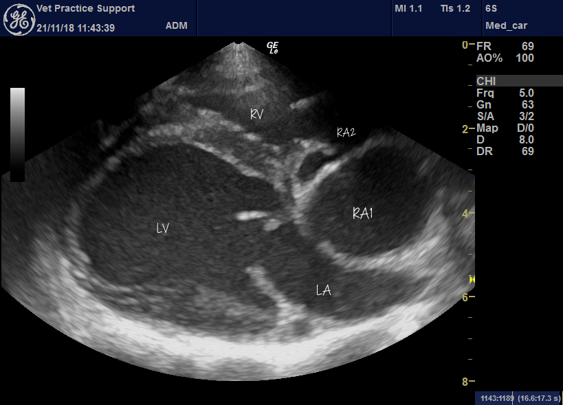 Sonographic features of cardiac hepatopathy in a dog with cor ...