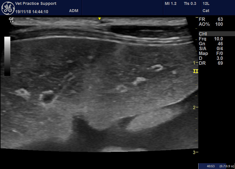 Sonographic features of cardiac hepatopathy in a dog with cor ...