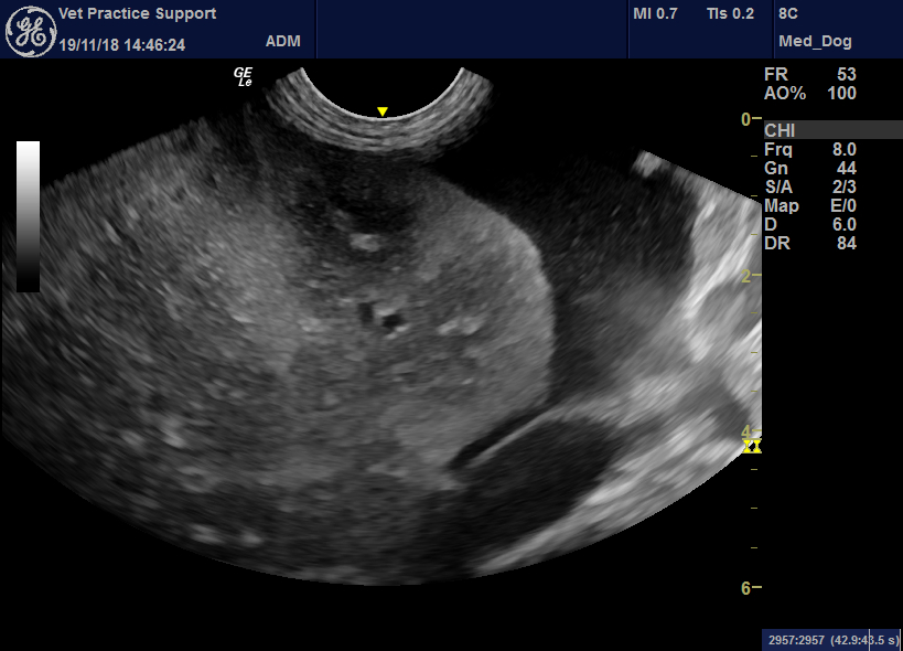Sonographic features of cardiac hepatopathy in a dog with cor ...