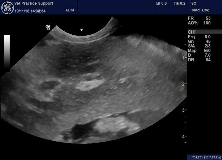 Sonographic features of cardiac hepatopathy in a dog with cor ...