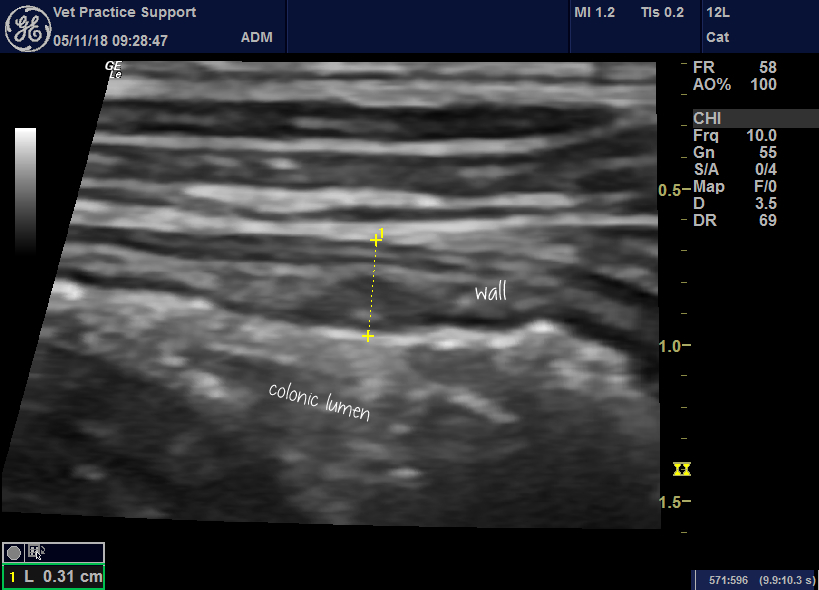 Sonography of presumed granulomatous colitis in a French Bulldog – Vet ...