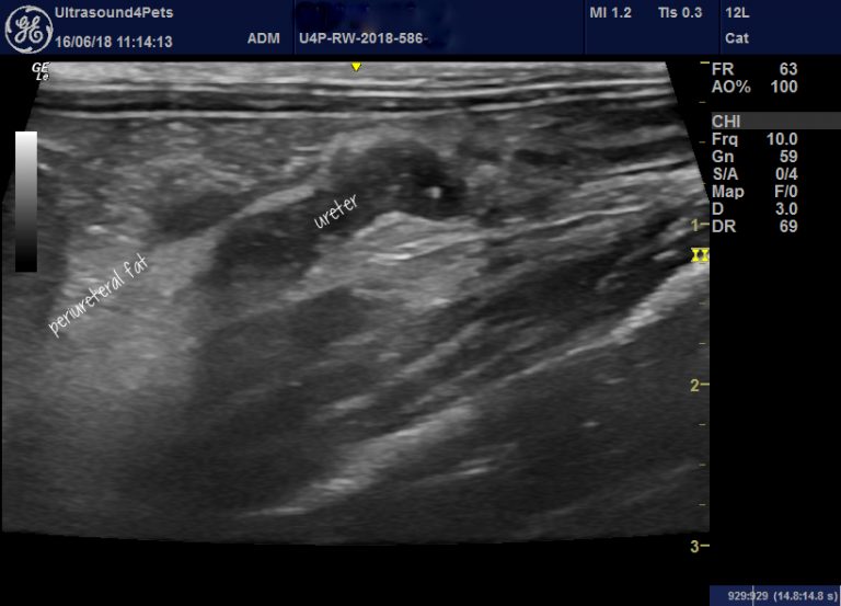 Pyelonephritis in cats and dogs: sonography and management – Vet ...