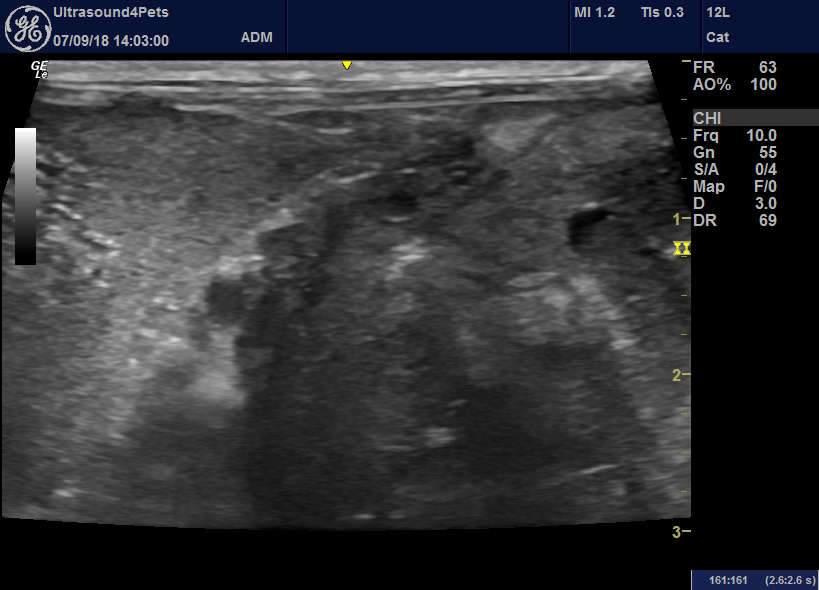 Pyelonephritis in cats and dogs: sonography and management – Vet ...