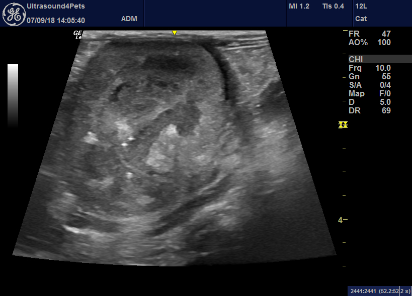 Pyelonephritis in cats and dogs: sonography and management – Vet ...