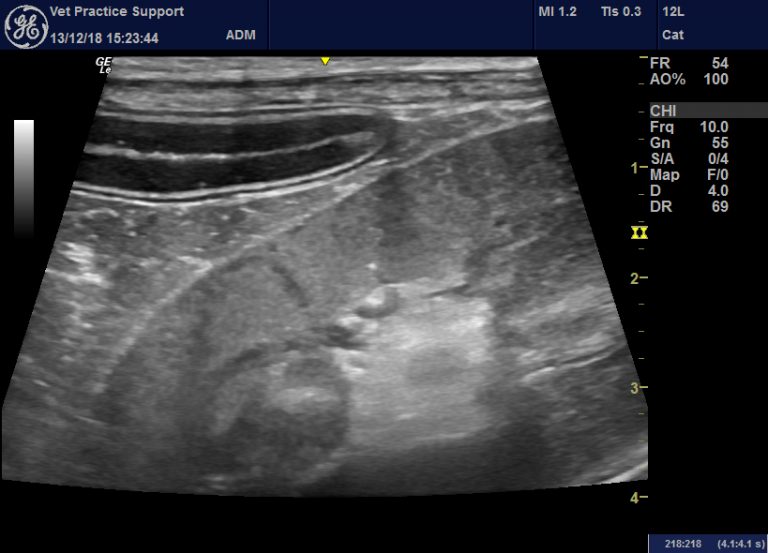 Pyelonephritis in cats and dogs: sonography and management – Vet ...