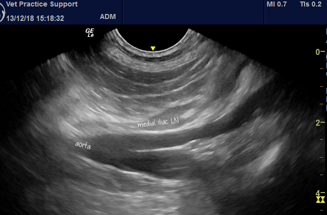 Pyelonephritis in cats and dogs: sonography and management – Vet ...