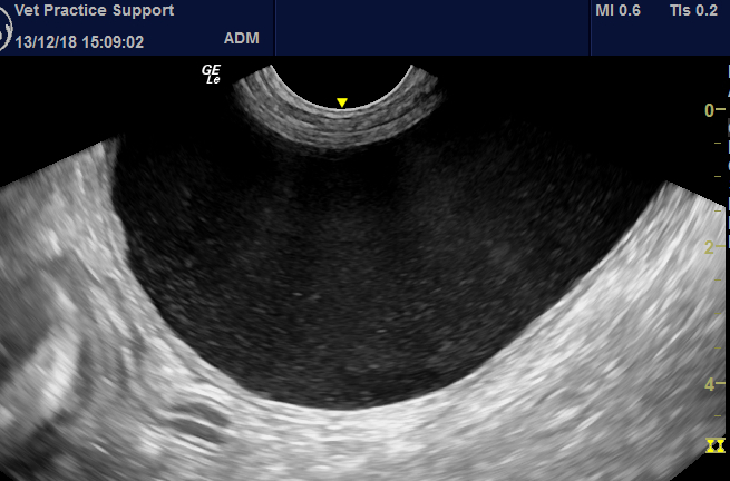 Pyelonephritis in cats and dogs: sonography and management – Vet ...