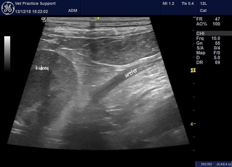 Pyelonephritis in cats and dogs: sonography and management – Vet ...
