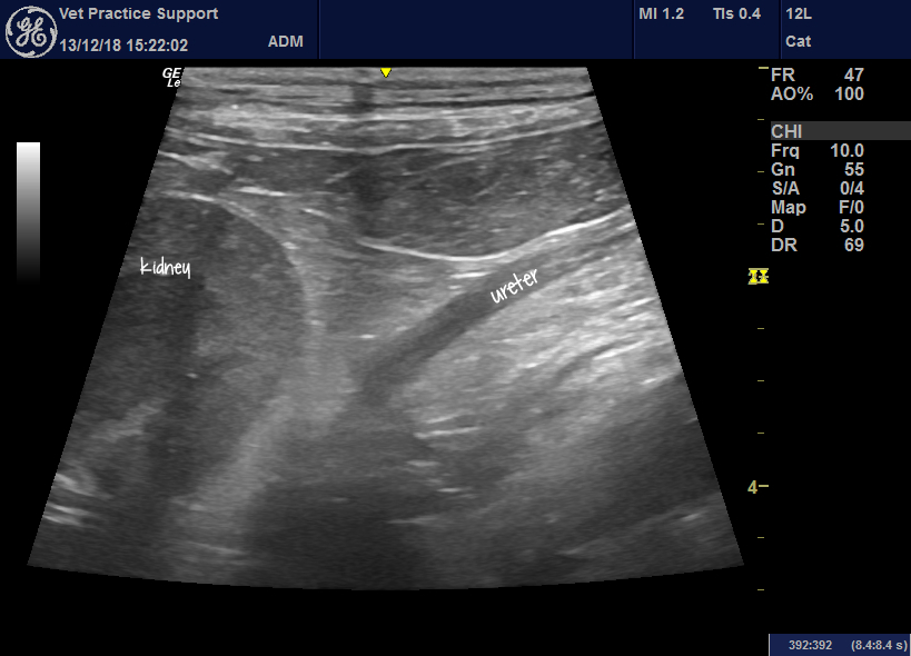 Pyelonephritis in cats and dogs: sonography and management – Vet ...