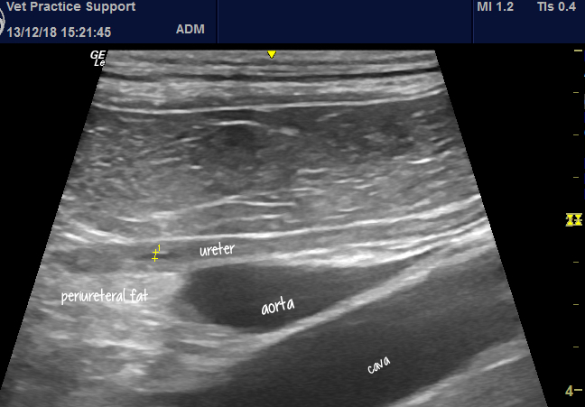 Pyelonephritis in cats and dogs: sonography and management – Vet ...