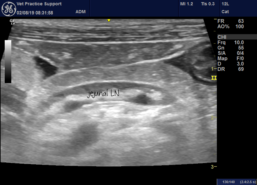 More on cystic lymphadenopathy associated with pancreatitis in dogs ...