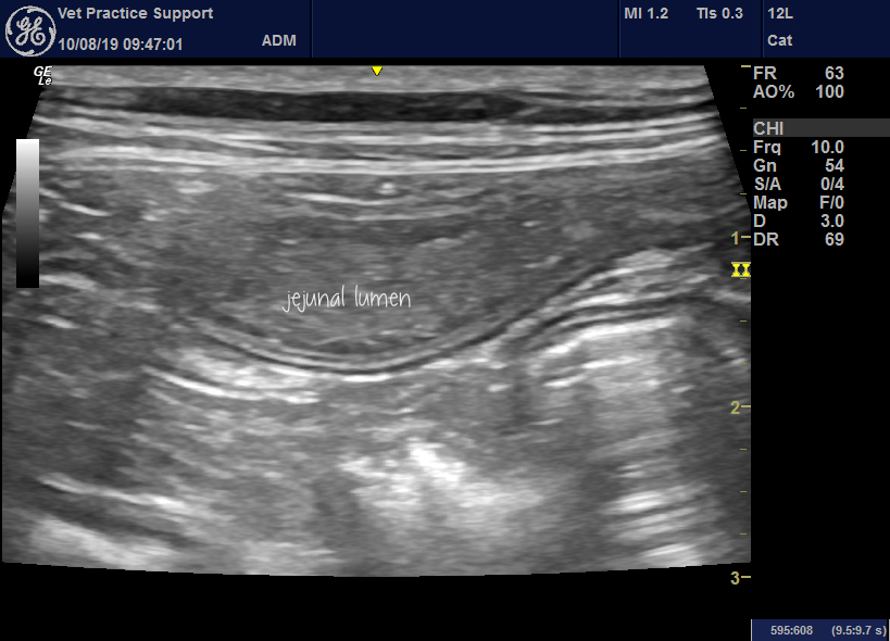 Ultrasound in the diagnosis of acute enterocolitis in dogs and cats ...