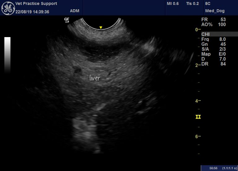SOFA vs SIRS and sonographic features of septic shock in dogs – Vet ...