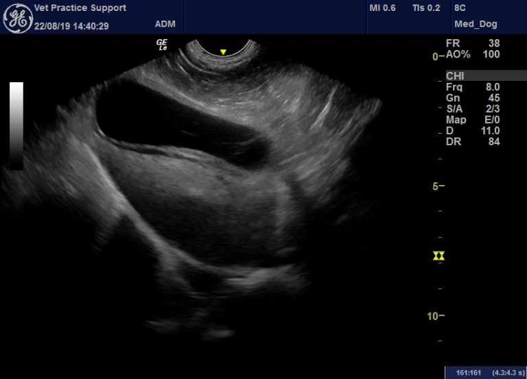 SOFA vs SIRS and sonographic features of septic shock in dogs – Vet ...