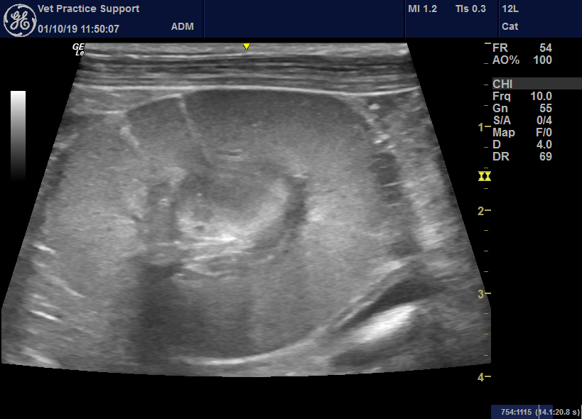 Renal infarcts in dogs: a few images – Vet Practice Support