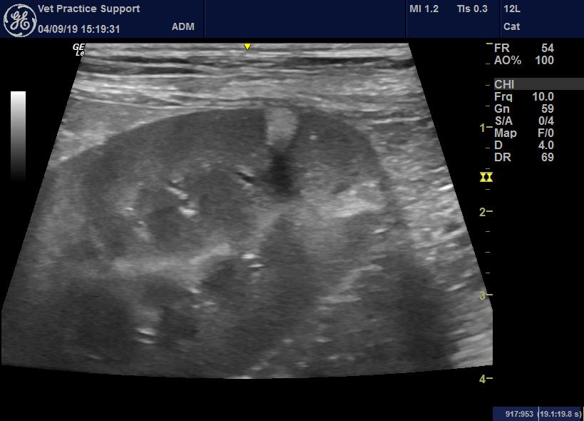 Renal infarcts in dogs: a few images – Vet Practice Support