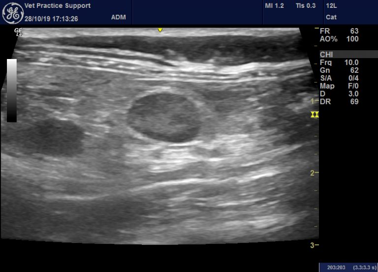 An acute enterocolitis in cats with striking sonographic features: is ...