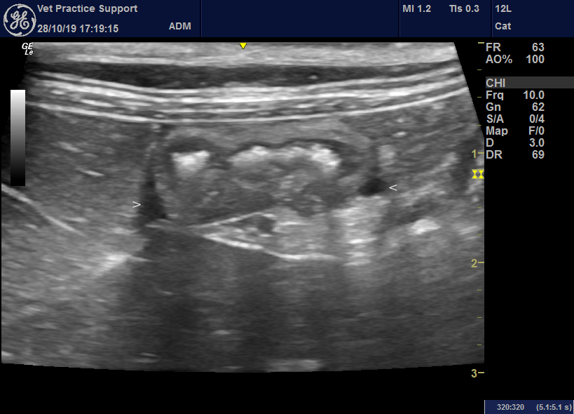 An acute enterocolitis in cats with striking sonographic features: is ...