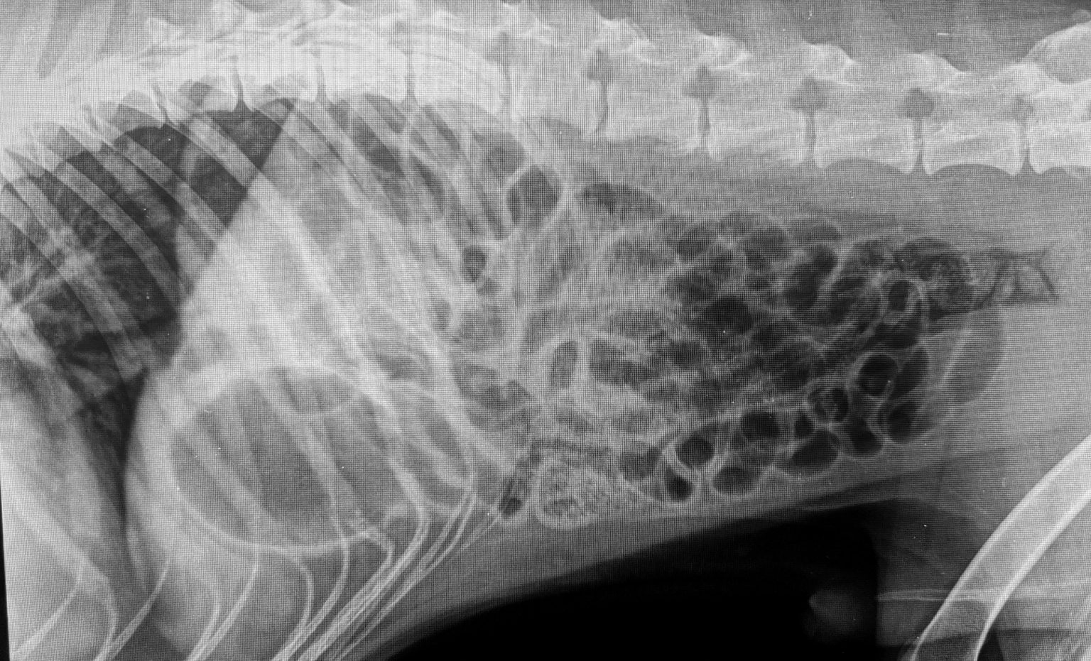 Sonographic assessment of oesophageal function in dogs – Vet Practice ...