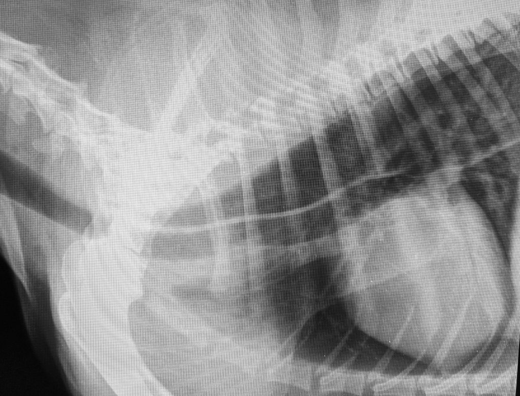 Sonographic assessment of oesophageal function in dogs – Vet Practice ...