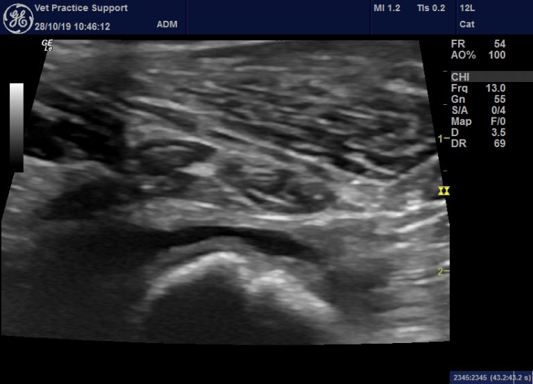 Sonographic features of canine shoulder osteochondrosis (OCD) – Vet ...