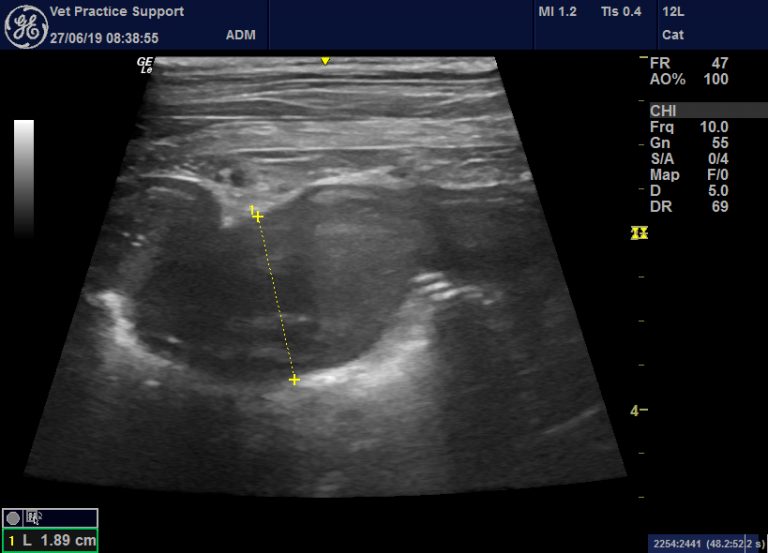 Sand ingestion in three dogs: a cause of severe gastroenteritis (even ...