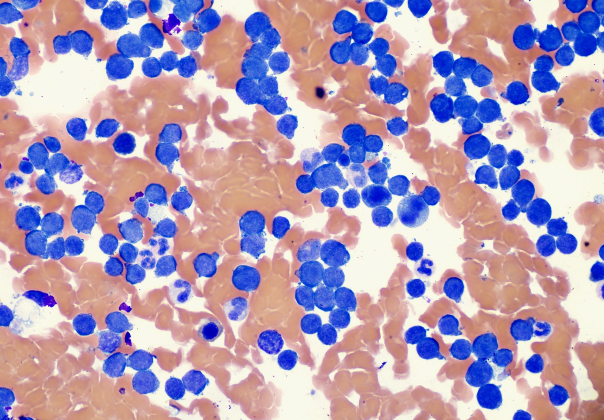 Sternal bone marrow aspirates in dogs: a revelation! – Vet Practice Support