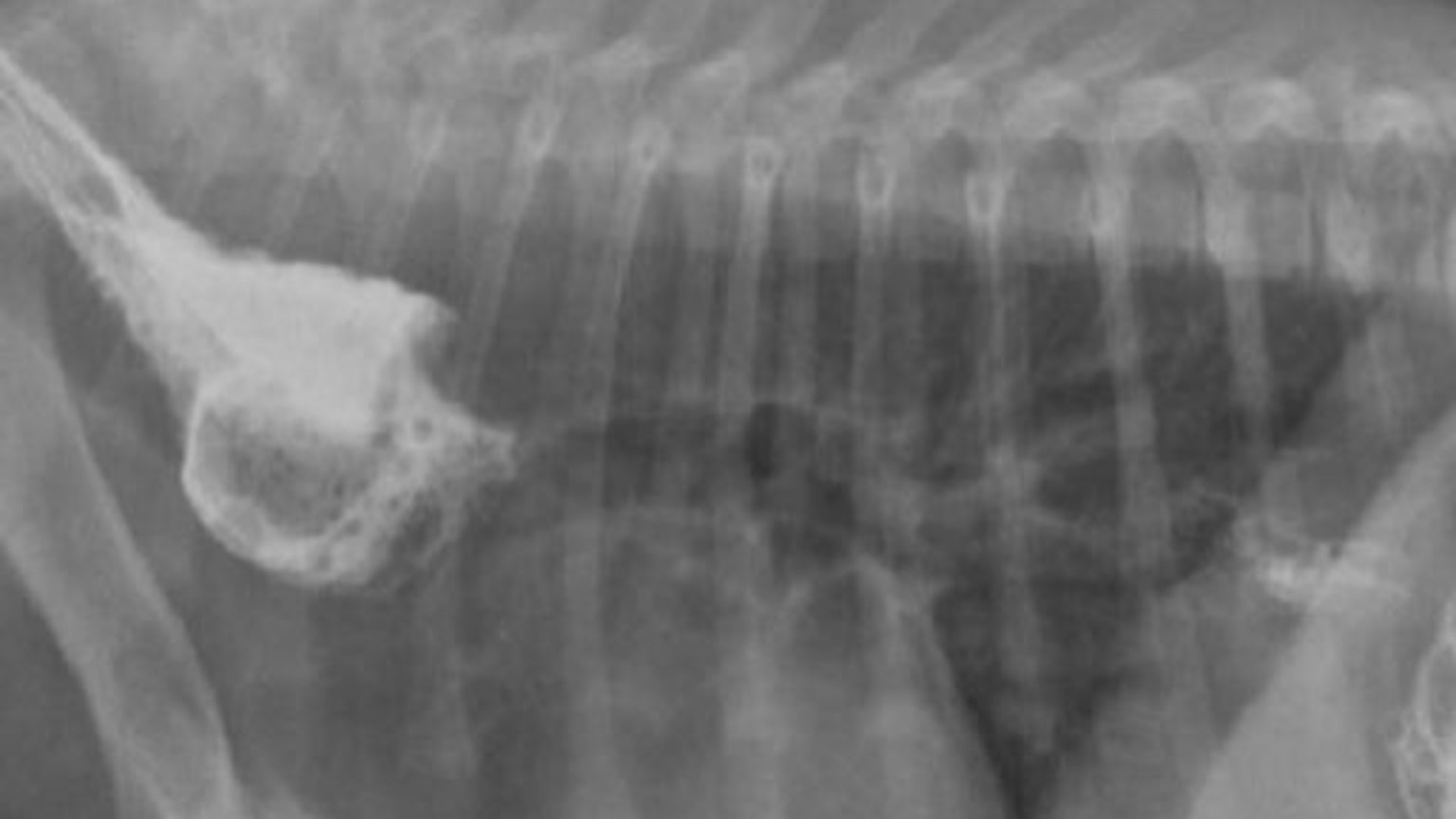 Sonographic assessment of oesophageal function in dogs – Vet Practice ...