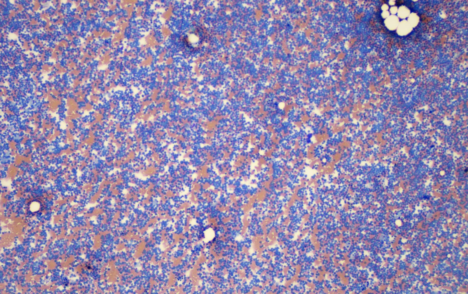 Sternal bone marrow aspirates in dogs: a revelation! – Vet Practice Support