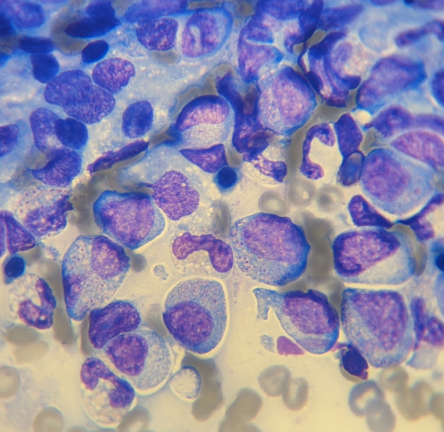 Sternal bone marrow aspirates in dogs: a revelation! – Vet Practice Support