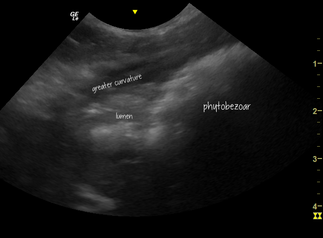 Gastric phytobezoars as a cause of vomiting in dogs – Vet Practice Support