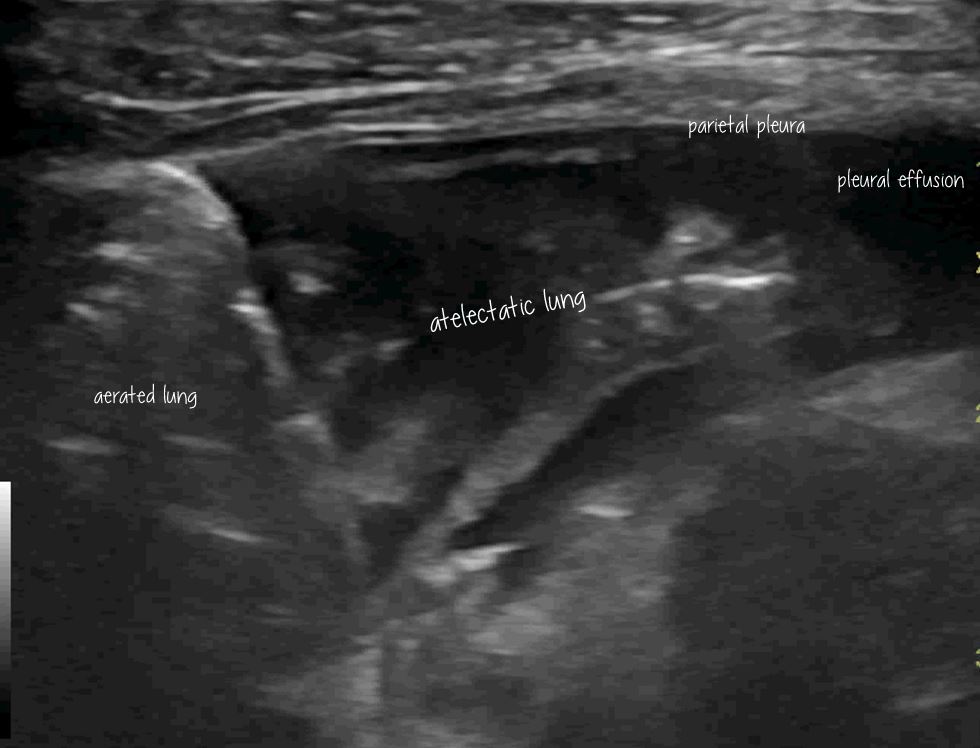 Lung ultrasound in small animals: late 2021 update – Vet Practice Support