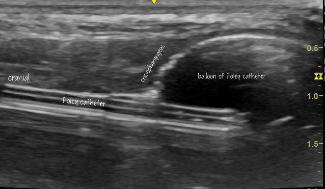 Ultrasound-guided Botox injection for canine cricopharyngeal achalasia ...