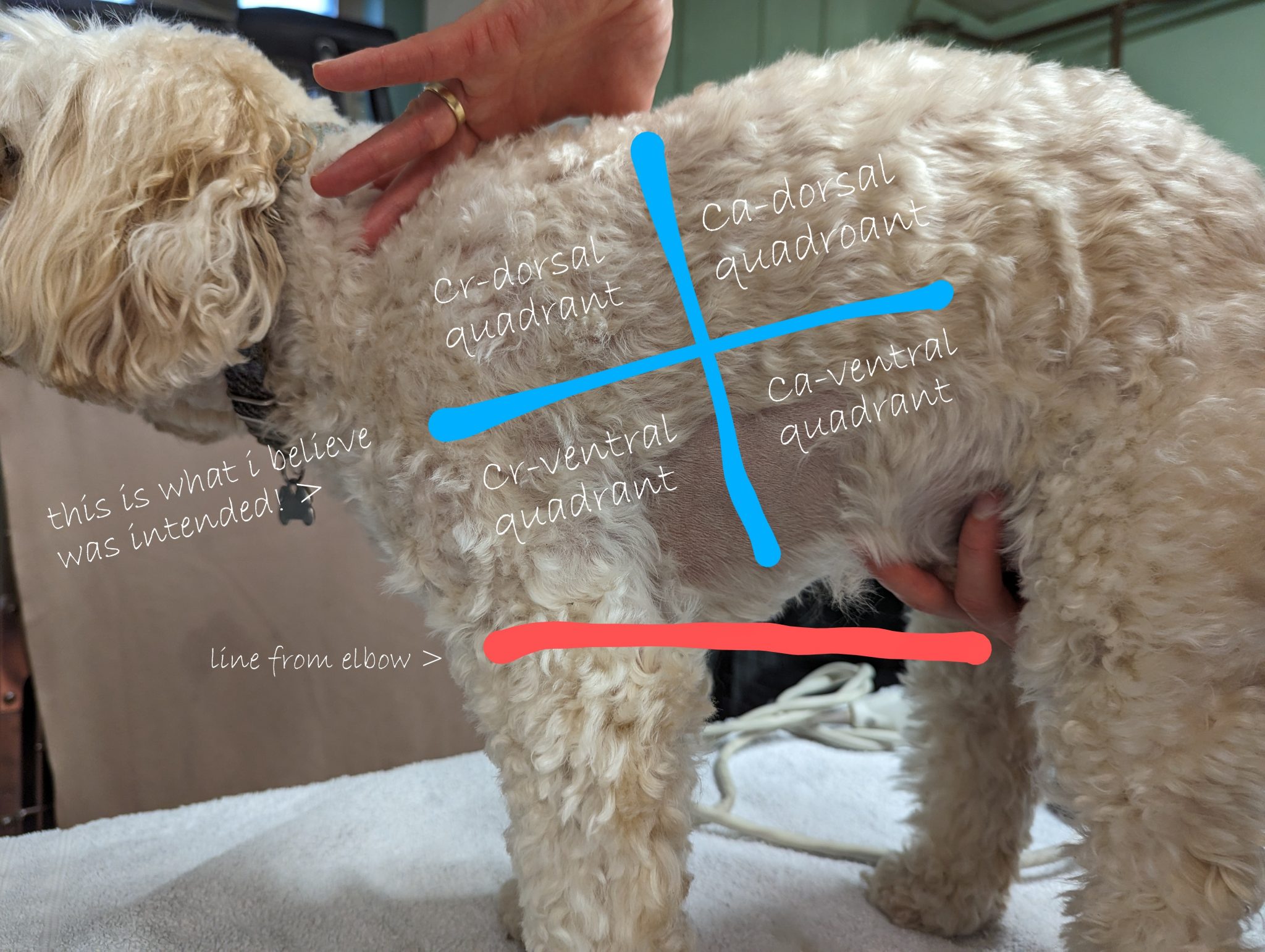 The 2024 ‘Italian Protocol’ for lung ultrasound scoring – Vet Practice ...