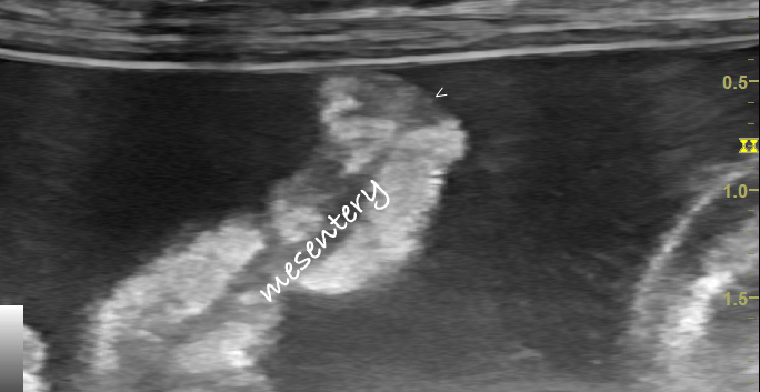 Sonography of abdominal fat – Vet Practice Support